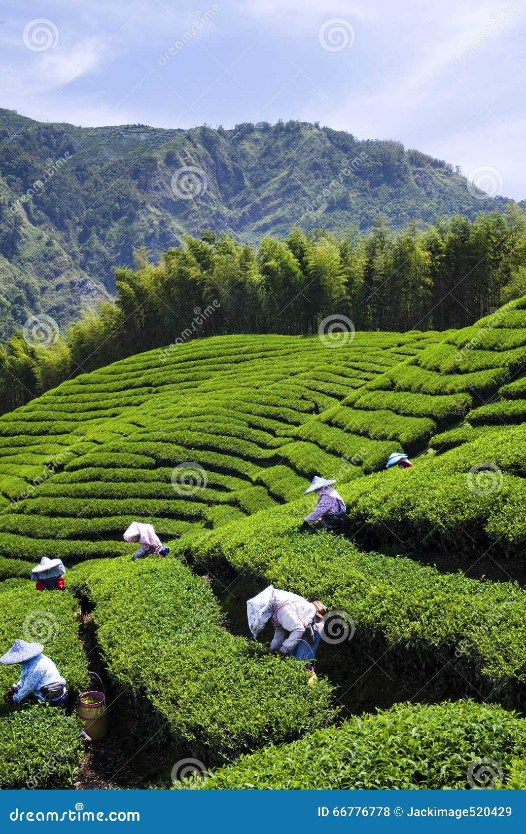 Tea plantation stock photo. Image of health, scenic, land - 66776778