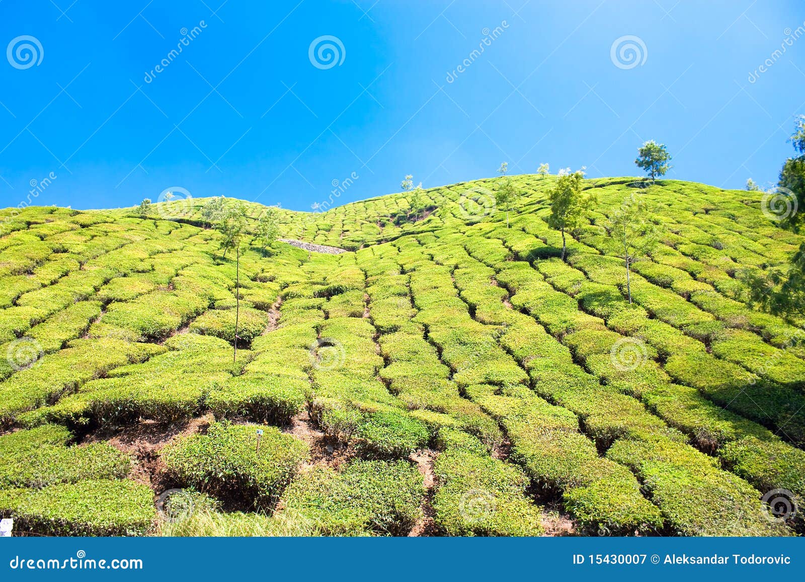 Tea Plantation. Munnar, India Stock Image - Image of greenery, rural ...