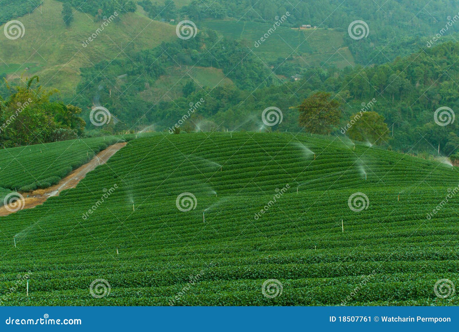 Tea Plantation, Nature, Plant, Leaf, Sprinklers Stock Image - Image of ...