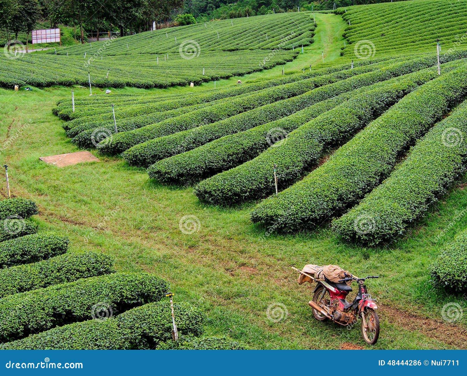 Tea Plantation in the Northern of Thailand Stock Photo - Image of grow ...