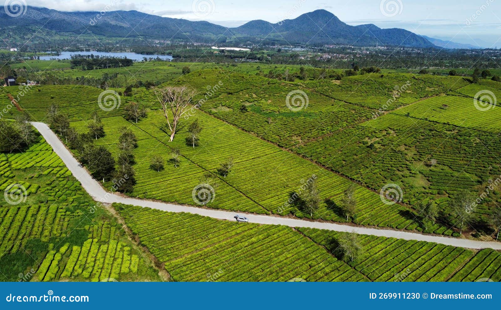 Tea Plantation Pangalengan West Java Indonesia Stock Photo - Image of ...