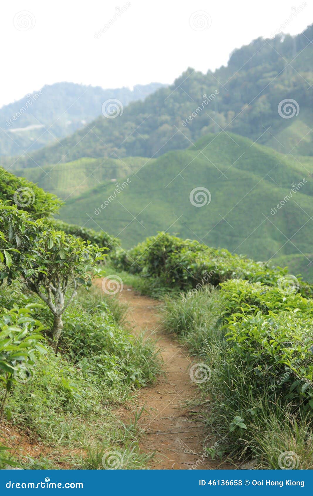 Tea Plantation Path stock photo. Image of harvest, healthy - 46136658