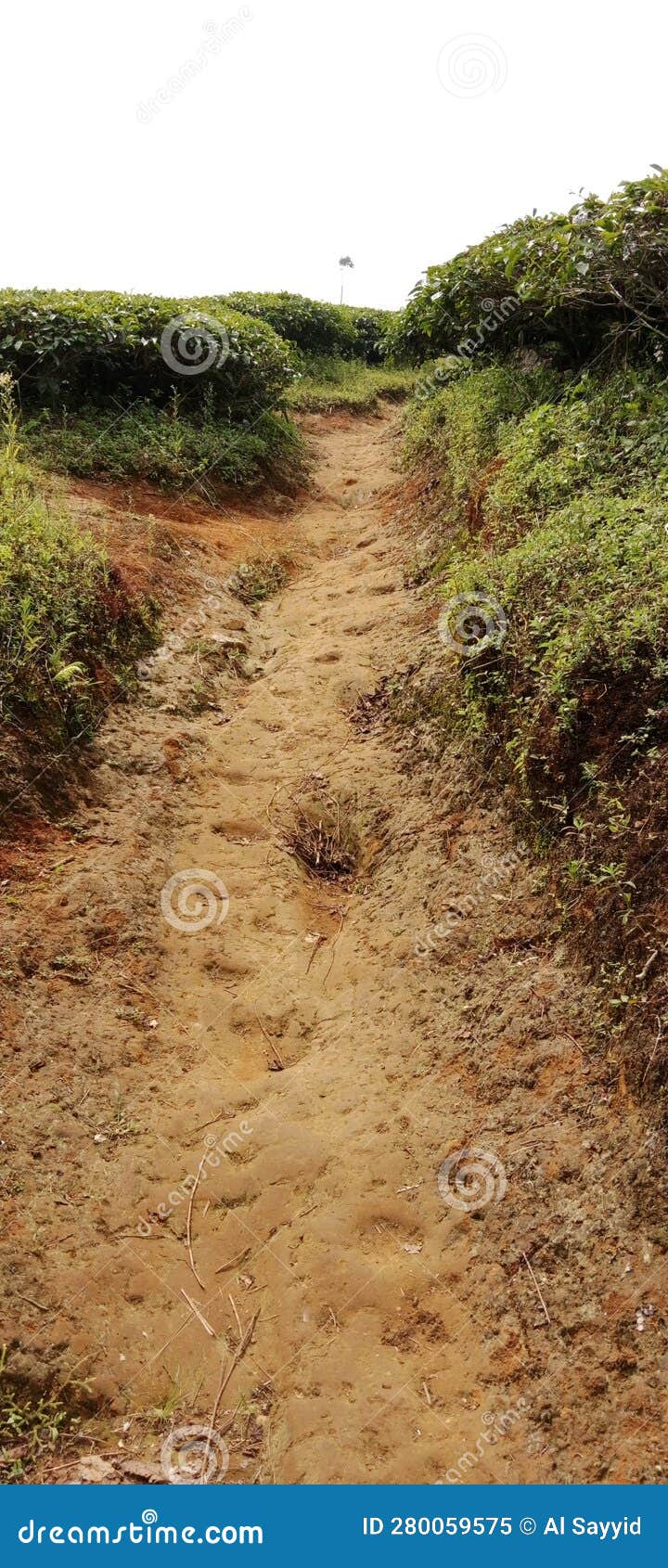 This is the Tea Plantation Road Still from the Ground Stock Image ...