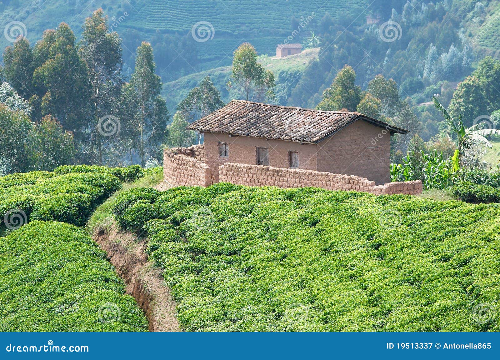 Tea plantation in Rwanda stock image. Image of landscape - 19513337