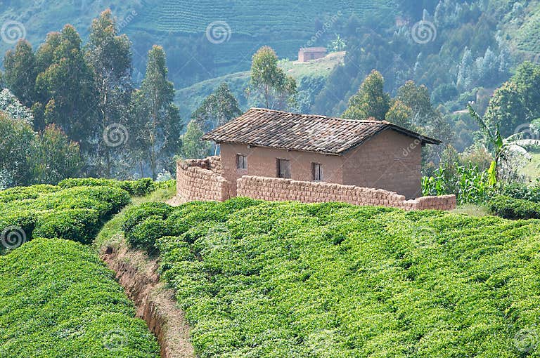Tea plantation in Rwanda stock image. Image of landscape - 19513337