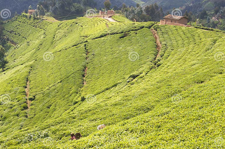 Tea plantation in Rwanda editorial photography. Image of ingredient ...
