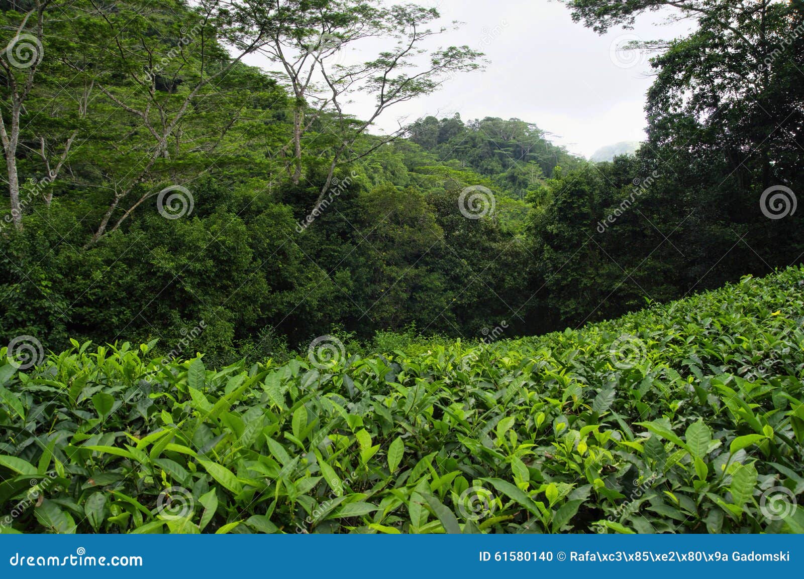 Tea plantation stock photo. Image of growth, seychelles - 61580140