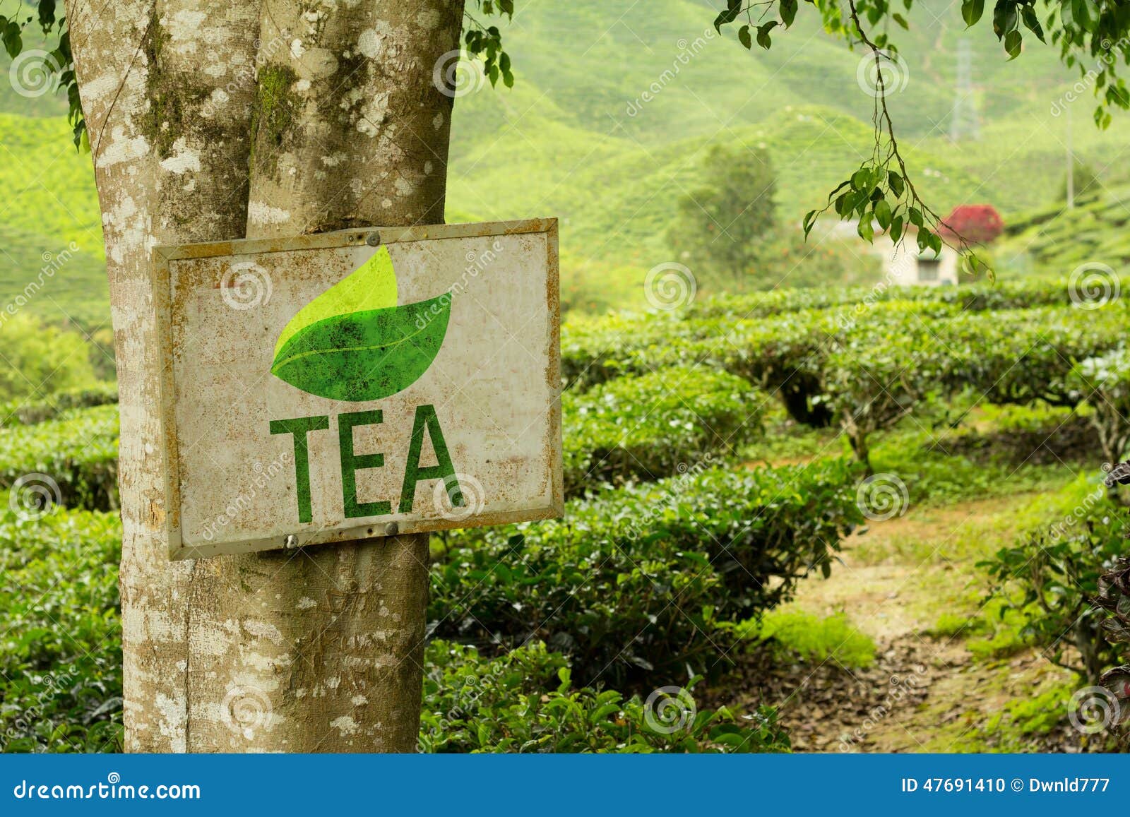 Tea plantation sign stock photo. Image of farmland, rural - 47691410