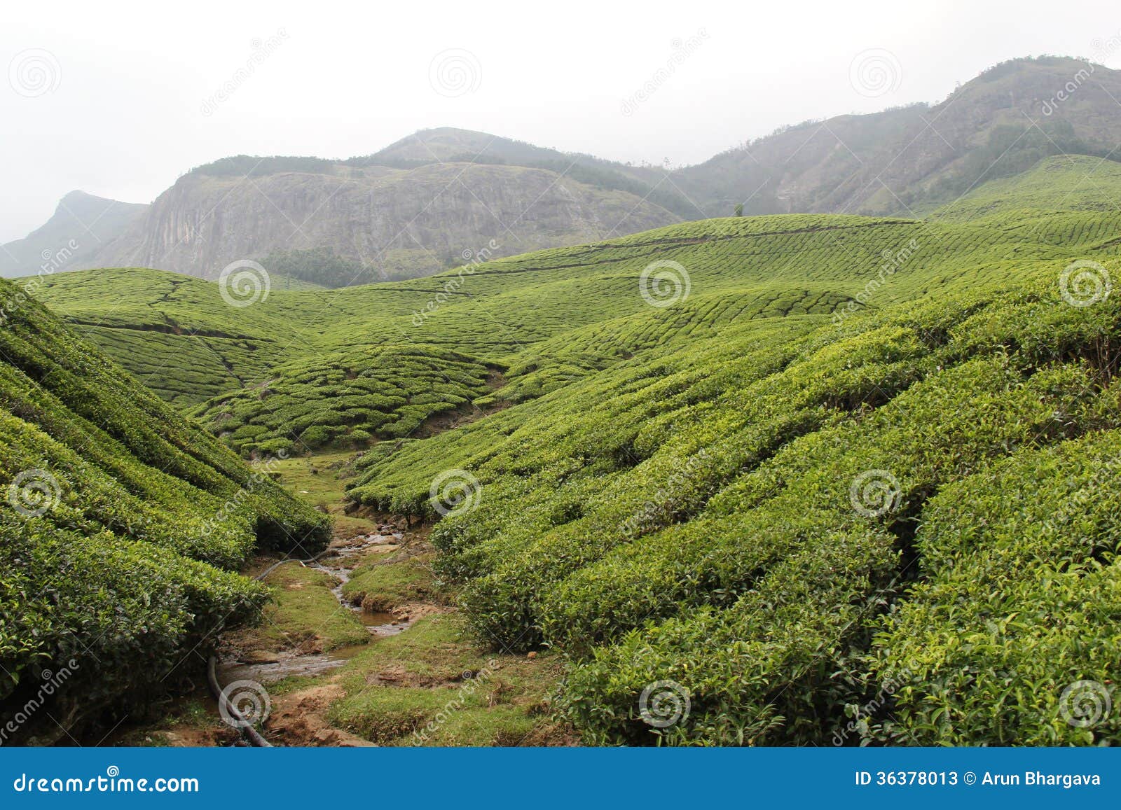 Tea Plantation with Small River Stock Image - Image of plant, colorful ...