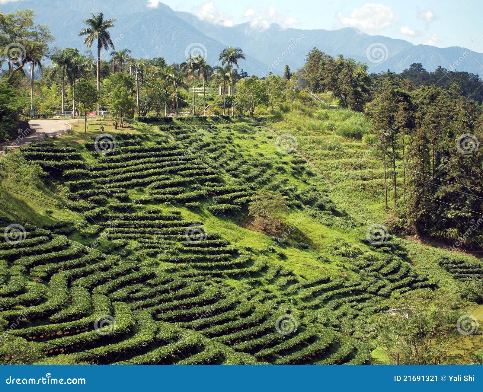 Tea Plantation in Southern Taiwan Stock Image - Image of mountains ...