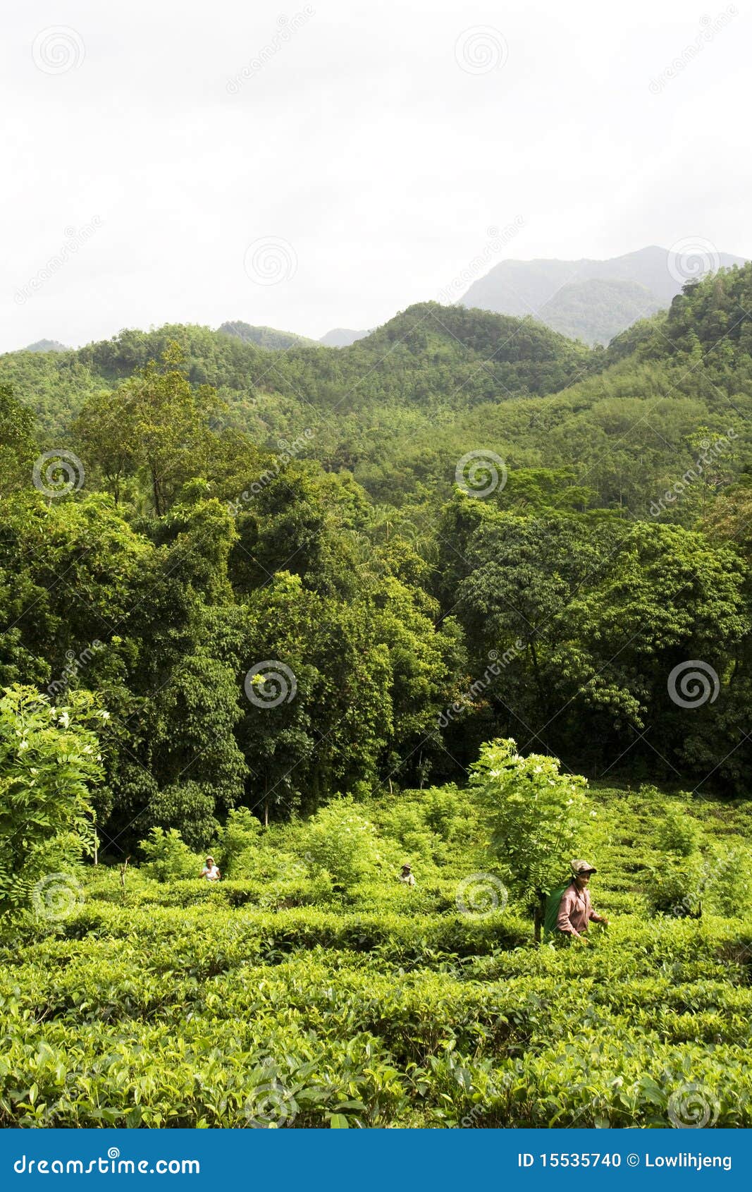 Tea plantation, Sri Lanka stock photo. Image of females - 15535740