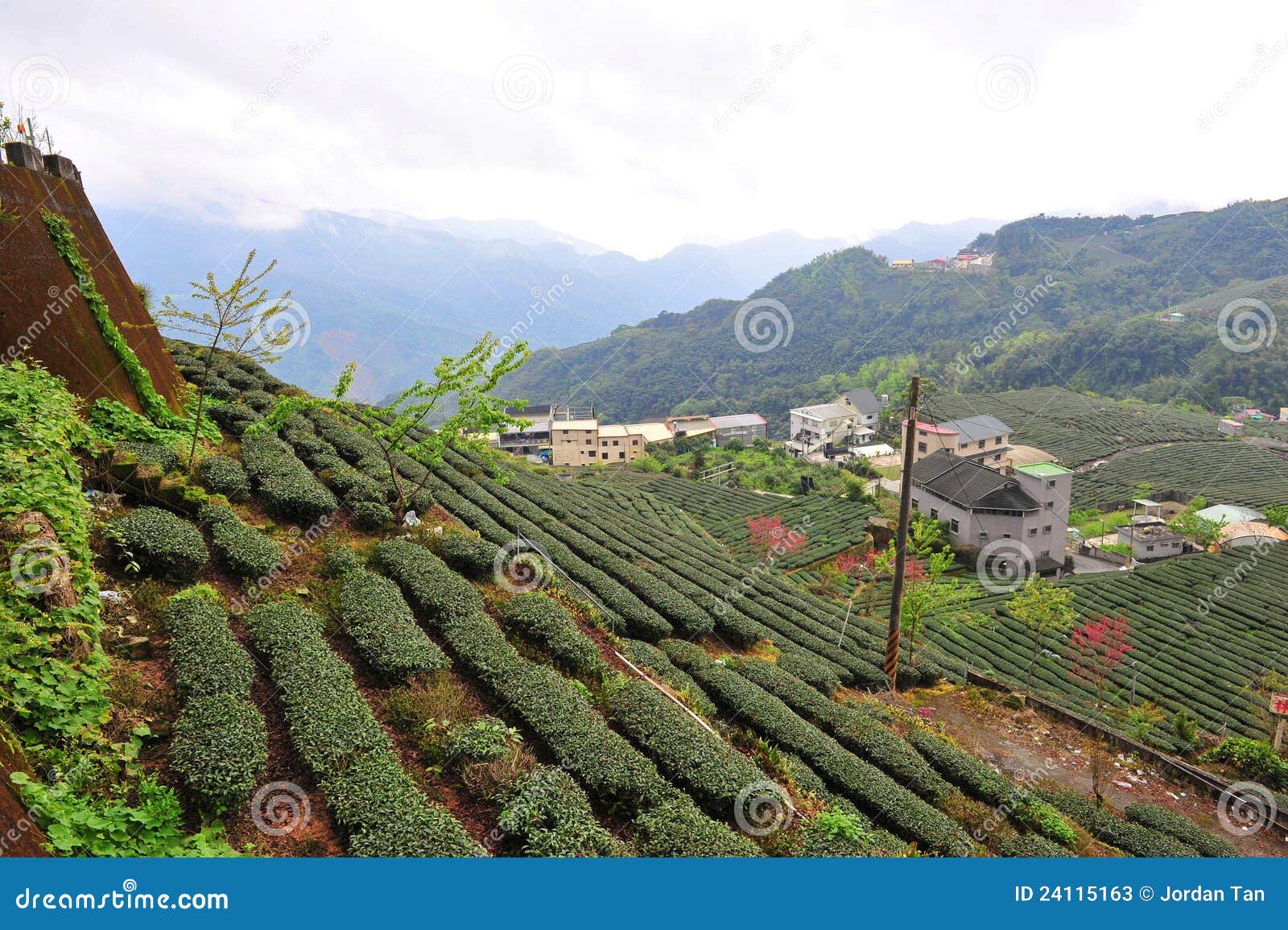 Tea plantation in Taiwan stock image. Image of grow, plantation - 24115163