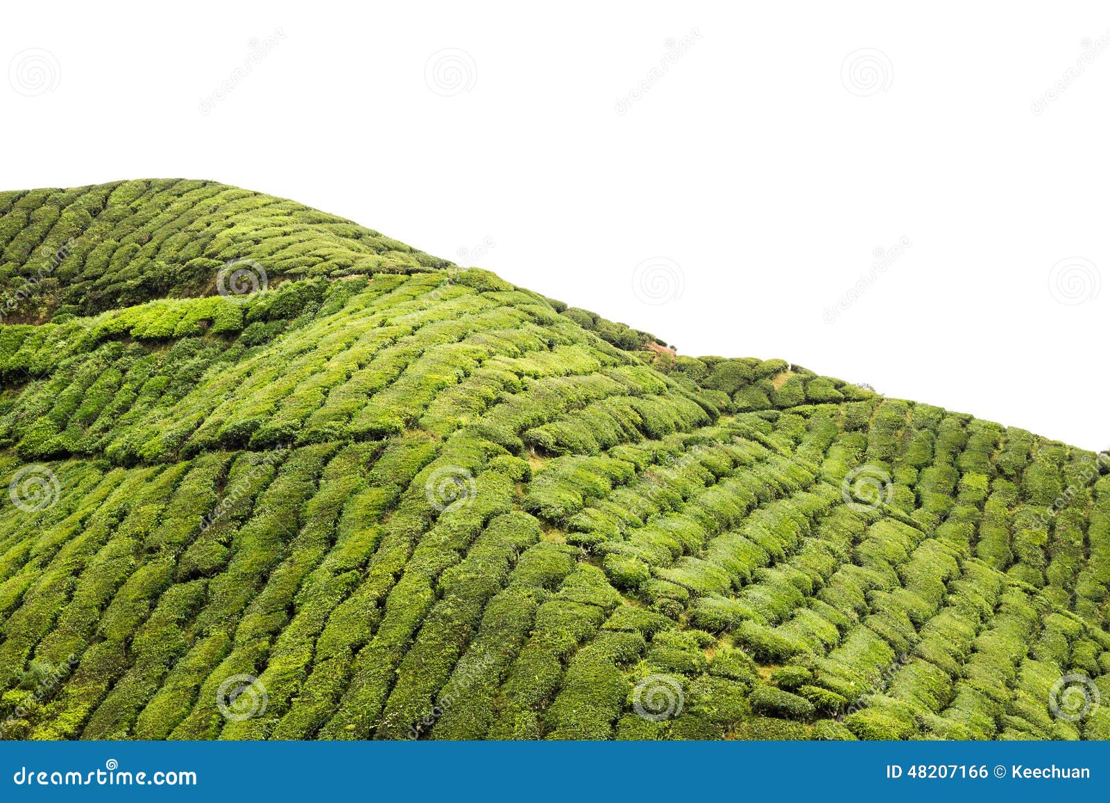 Tea Plantation Terrace and Landscape with Isolated Sky Stock Photo ...