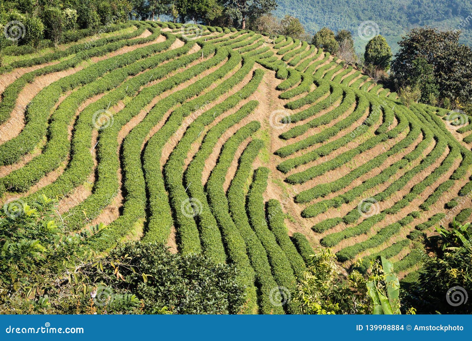 Tea Plantation Terrace on Mountain Stock Photo - Image of landscape ...