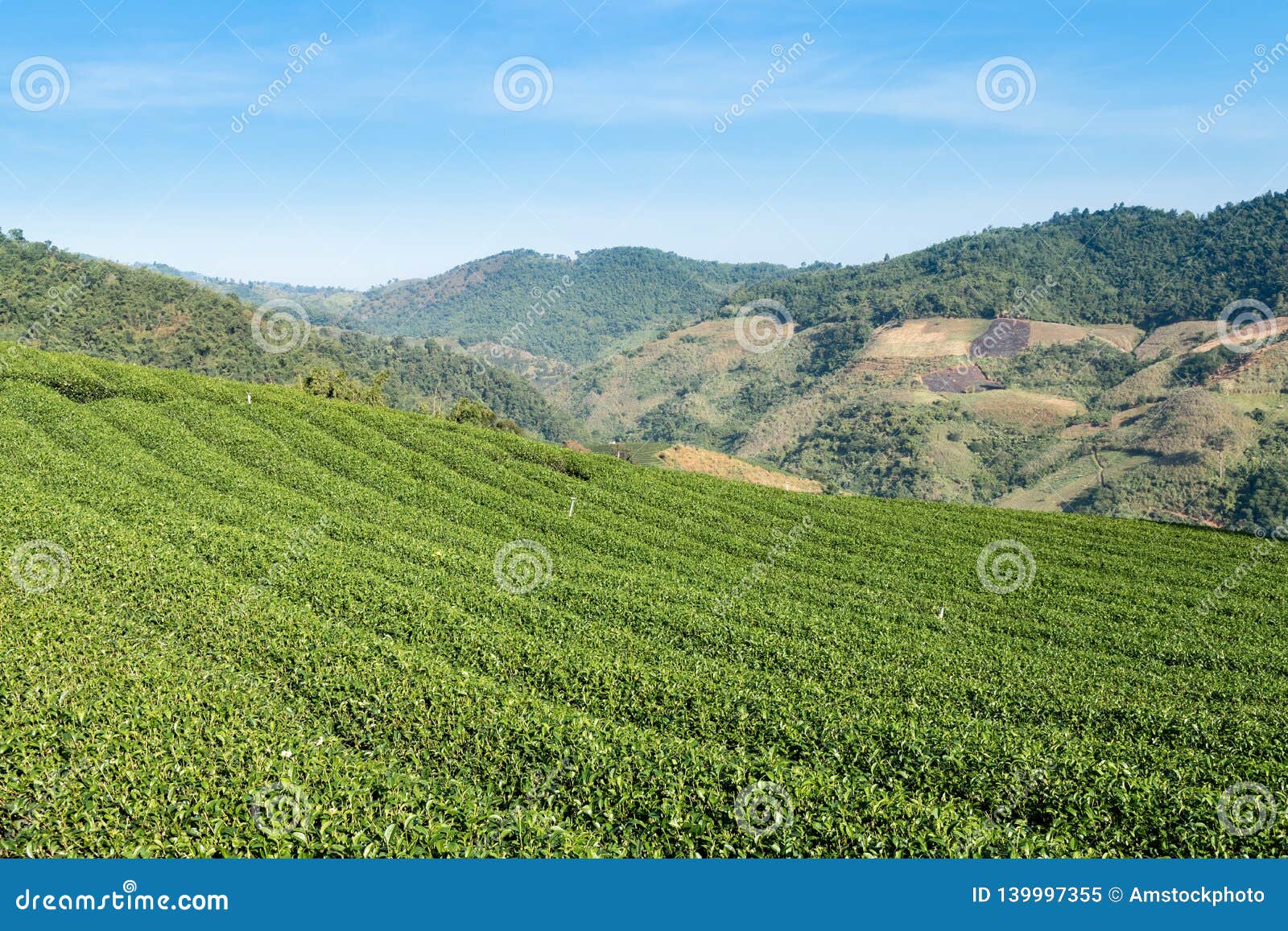 Tea Plantation Terrace on Mountain and Sky in the Morning Stock Image ...