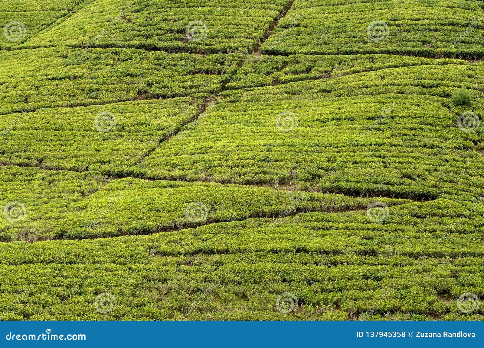 Tea Plantation. Texture Background Stock Photo - Image of color, lanka ...