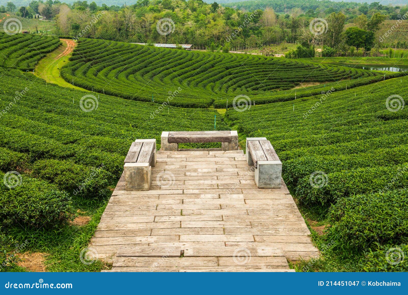 Tea plantation in Thai stock image. Image of plant, landscape - 214451047