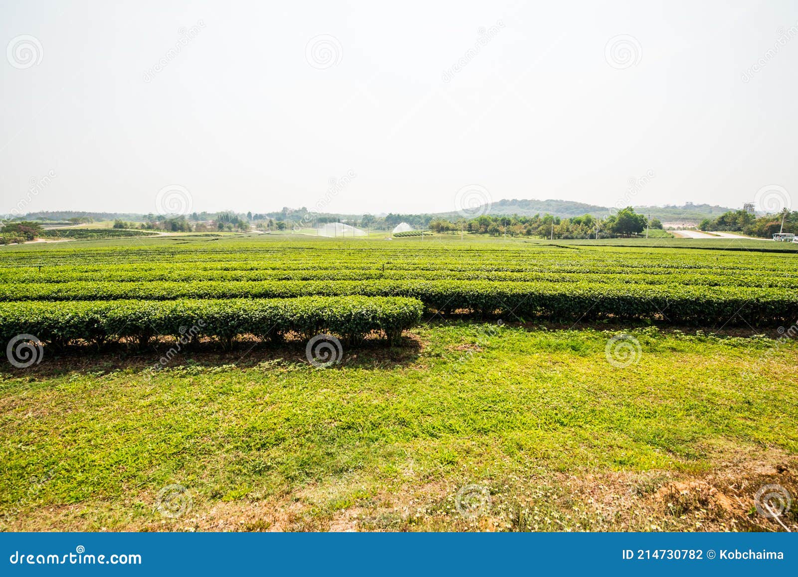Tea Plantation in Thai stock photo. Image of drink, farm - 214730782