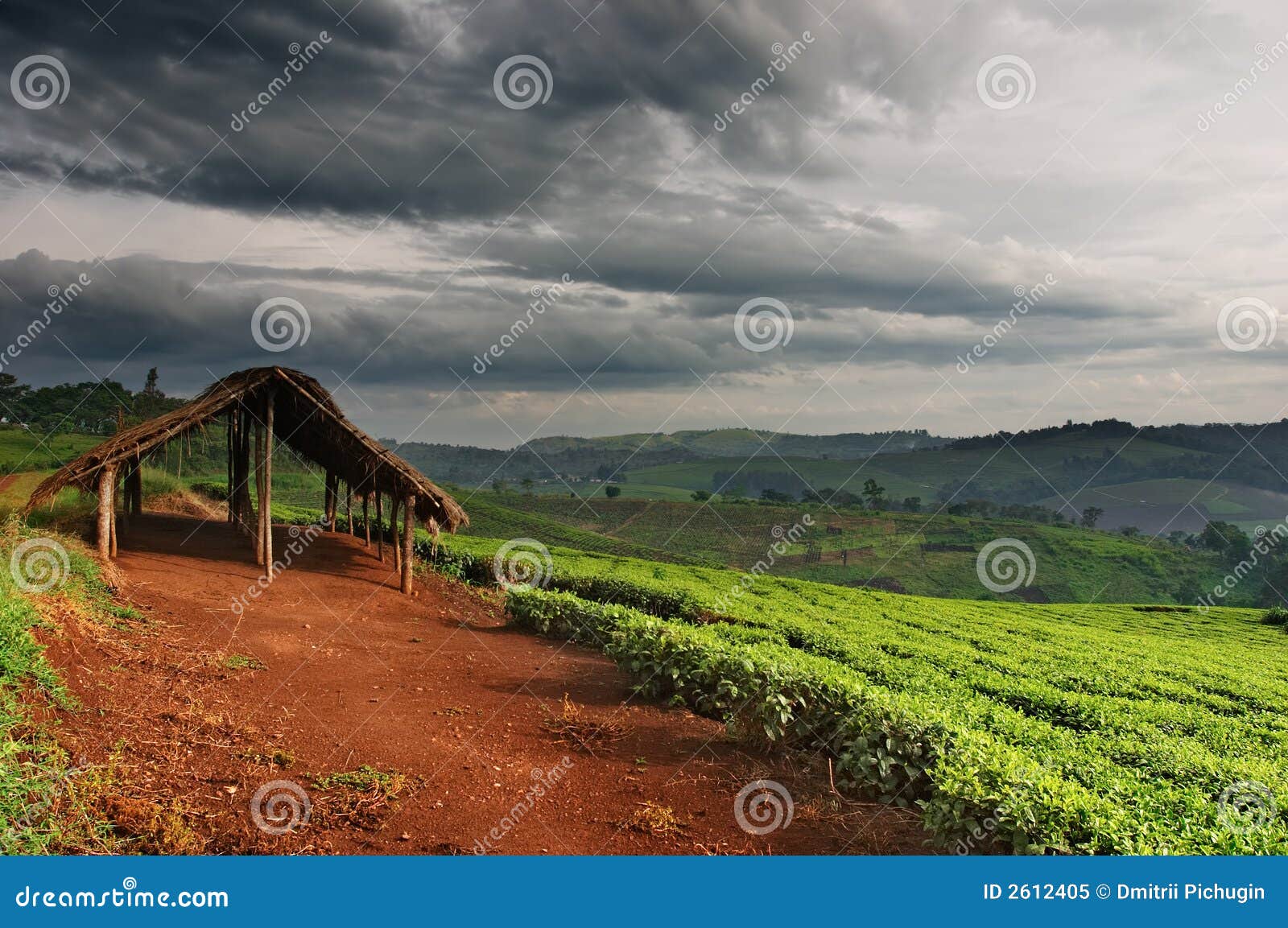 Tea plantation in Uganda stock image. Image of highlands - 2612405