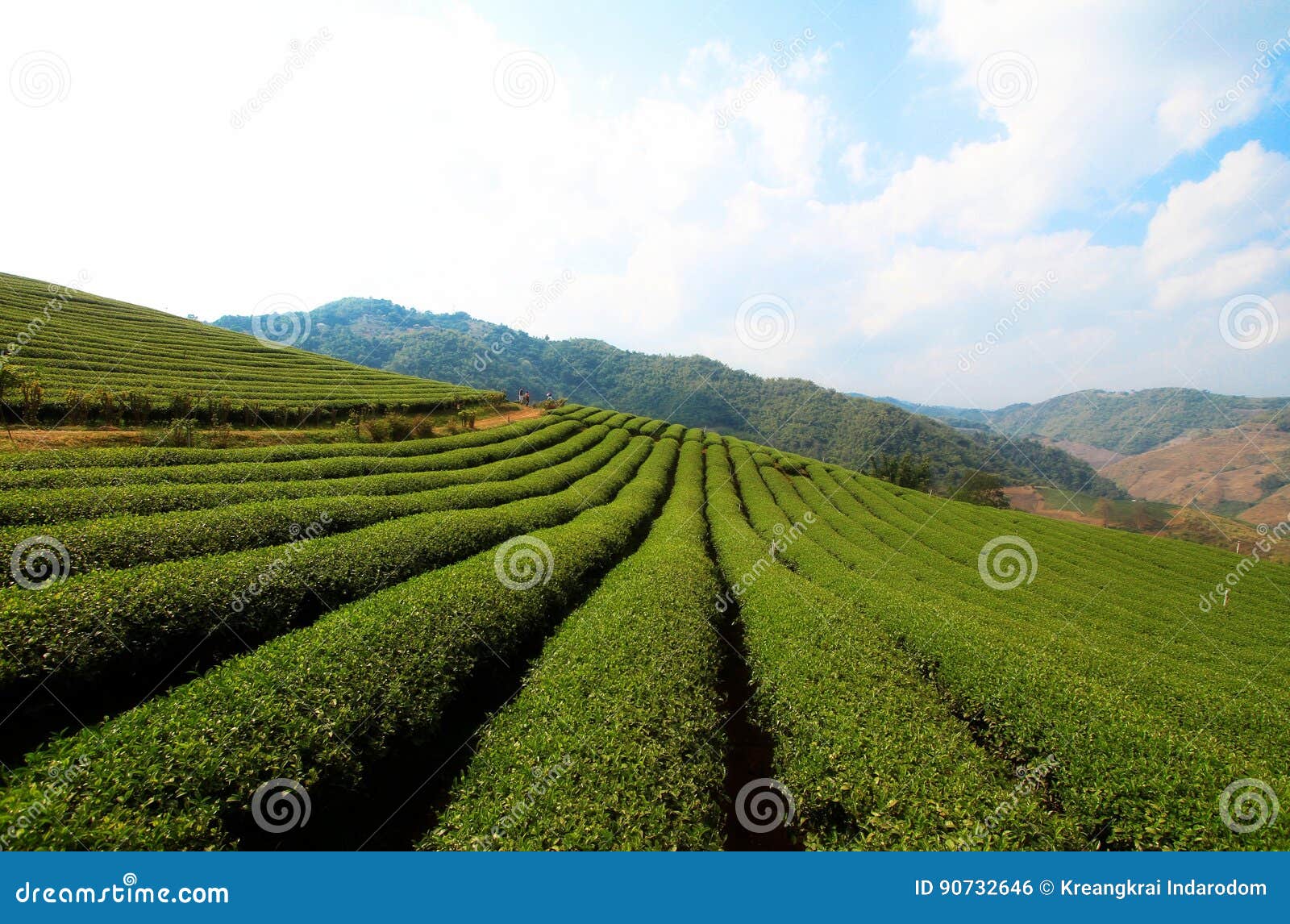 Tea plantation view stock photo. Image of freshness, farm - 90732646
