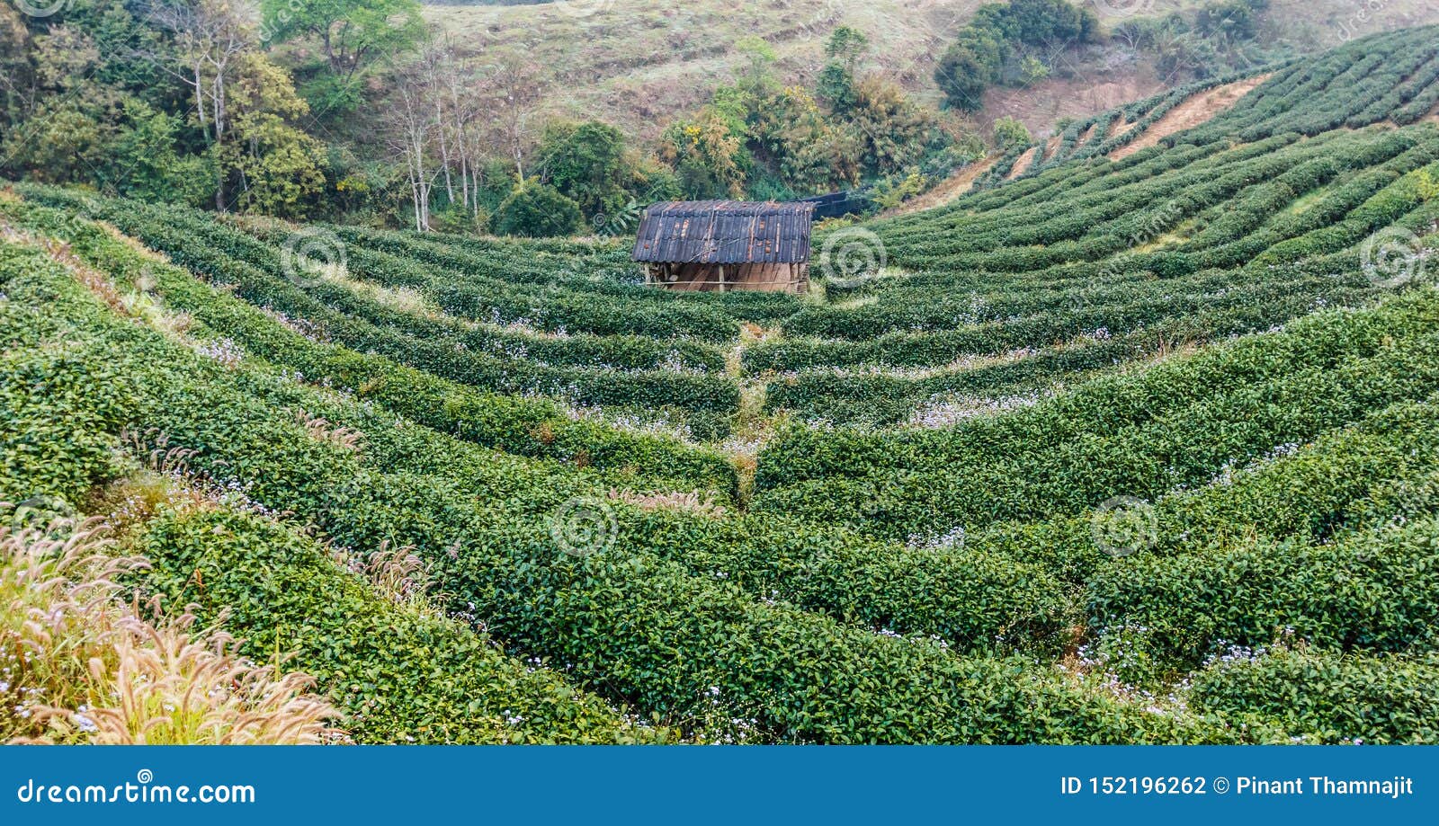 Tea plantation view stock photo. Image of chiang, fresh - 152196262