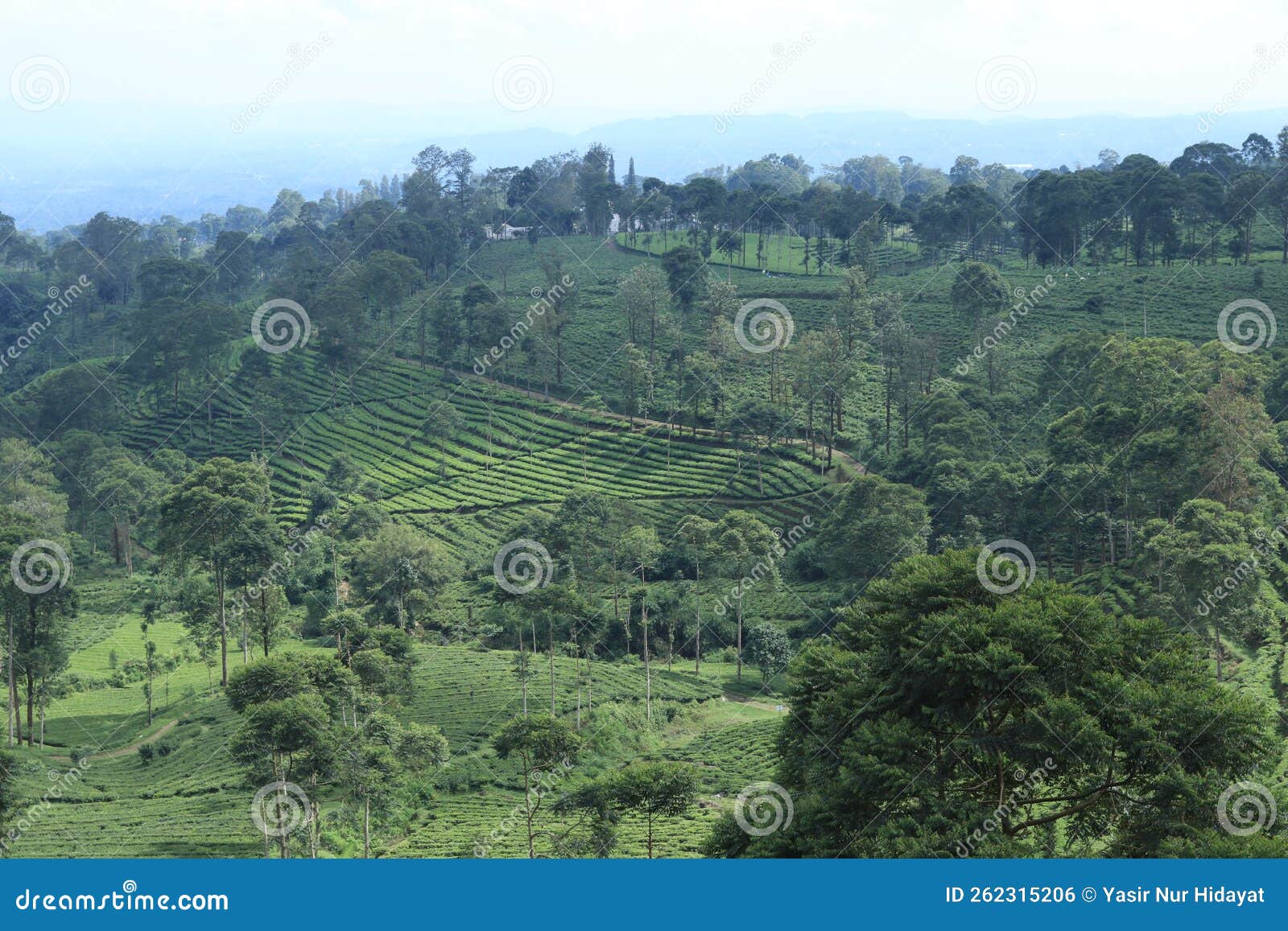 Tea Plantation View with Sky Stock Photo - Image of view, plantation ...