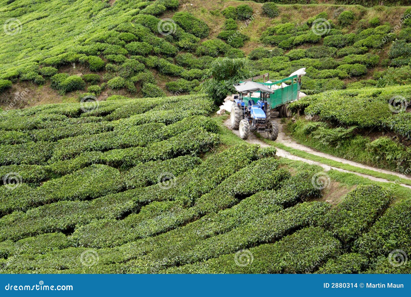 Tea Plantation Work stock photo. Image of work, road, field - 2880314