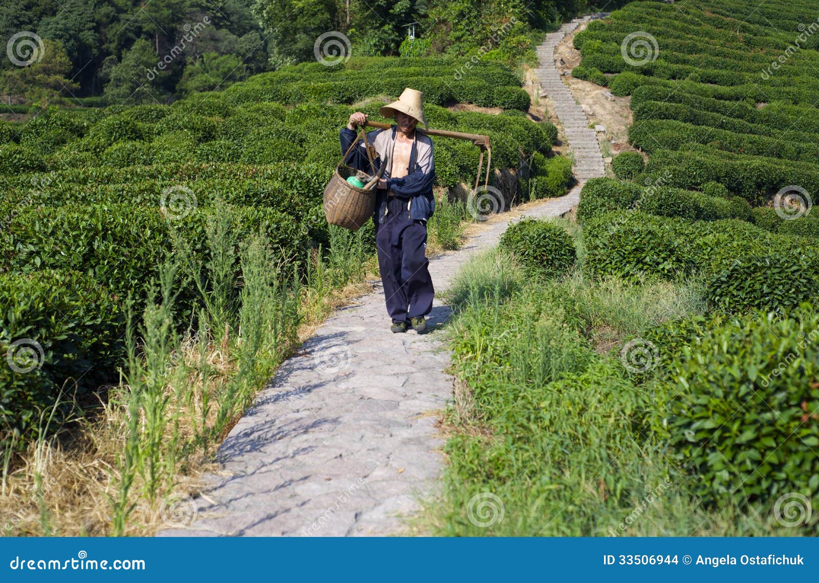 Tea Plantation Worker in LongJing Editorial Stock Image - Image of ...