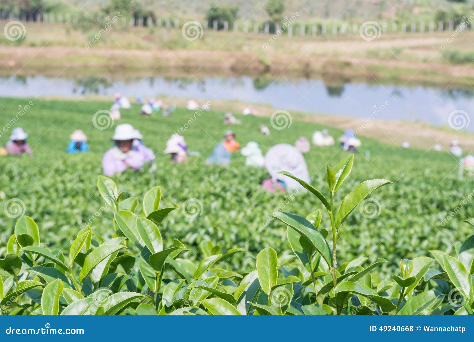 Tea plantation and workers stock photo. Image of agricultural - 49240668