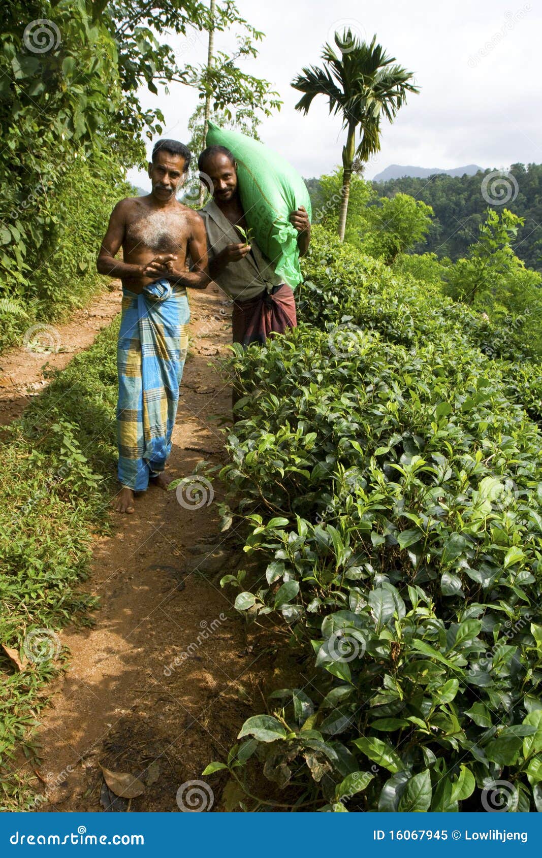 Tea Plantation Workers in Sri Lanka Editorial Image - Image of hills ...