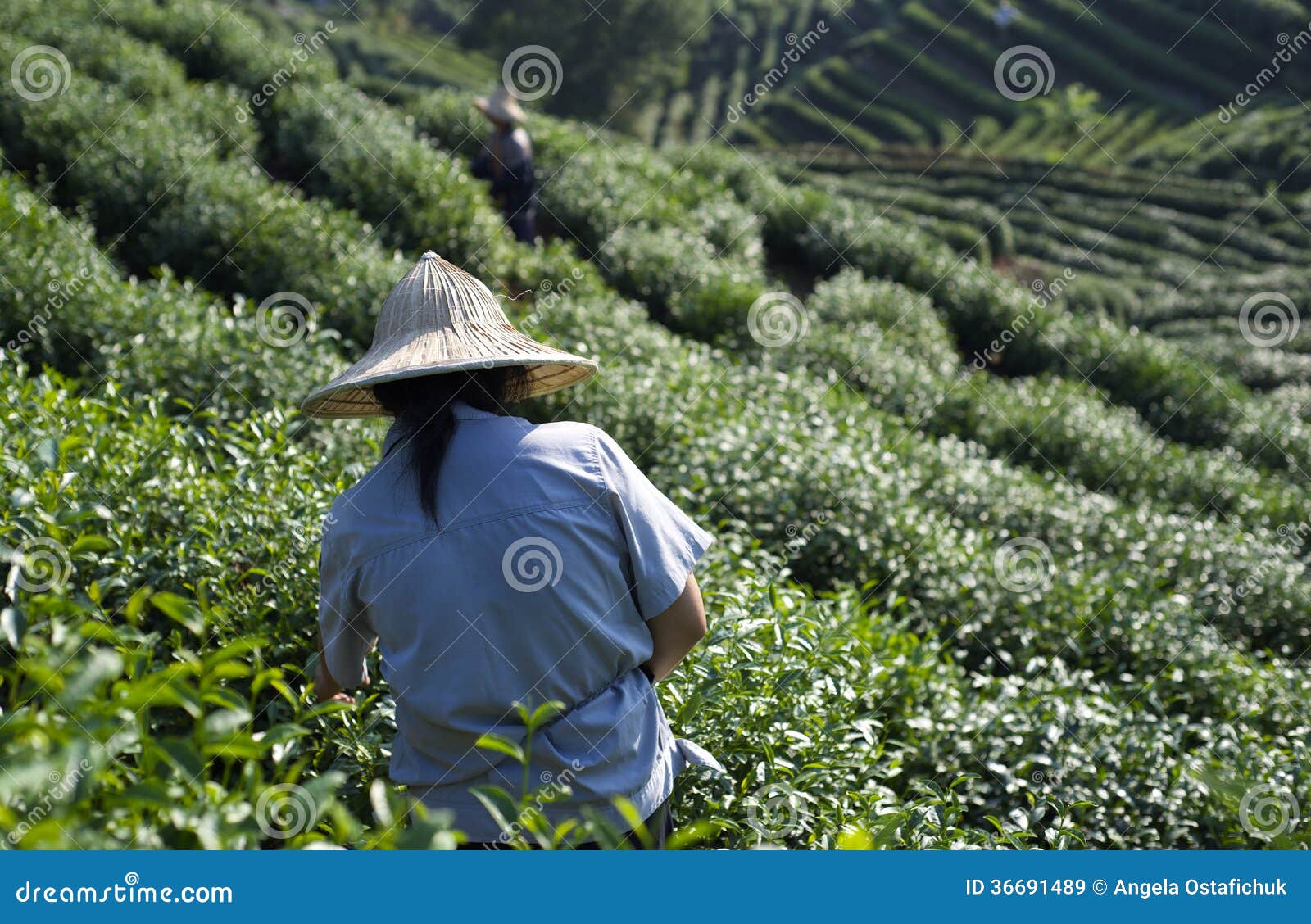 Tea Plantation Workers editorial stock image. Image of hangzhou - 36691489