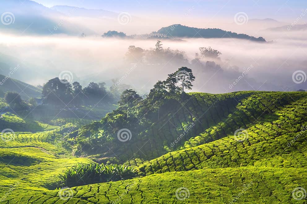 Tea Plantations stock photo. Image of beautiful, cameron - 14242582