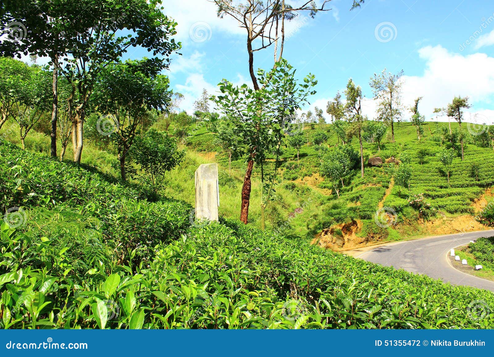 Tea plantations in Ceylon stock photo. Image of plantation - 51355472