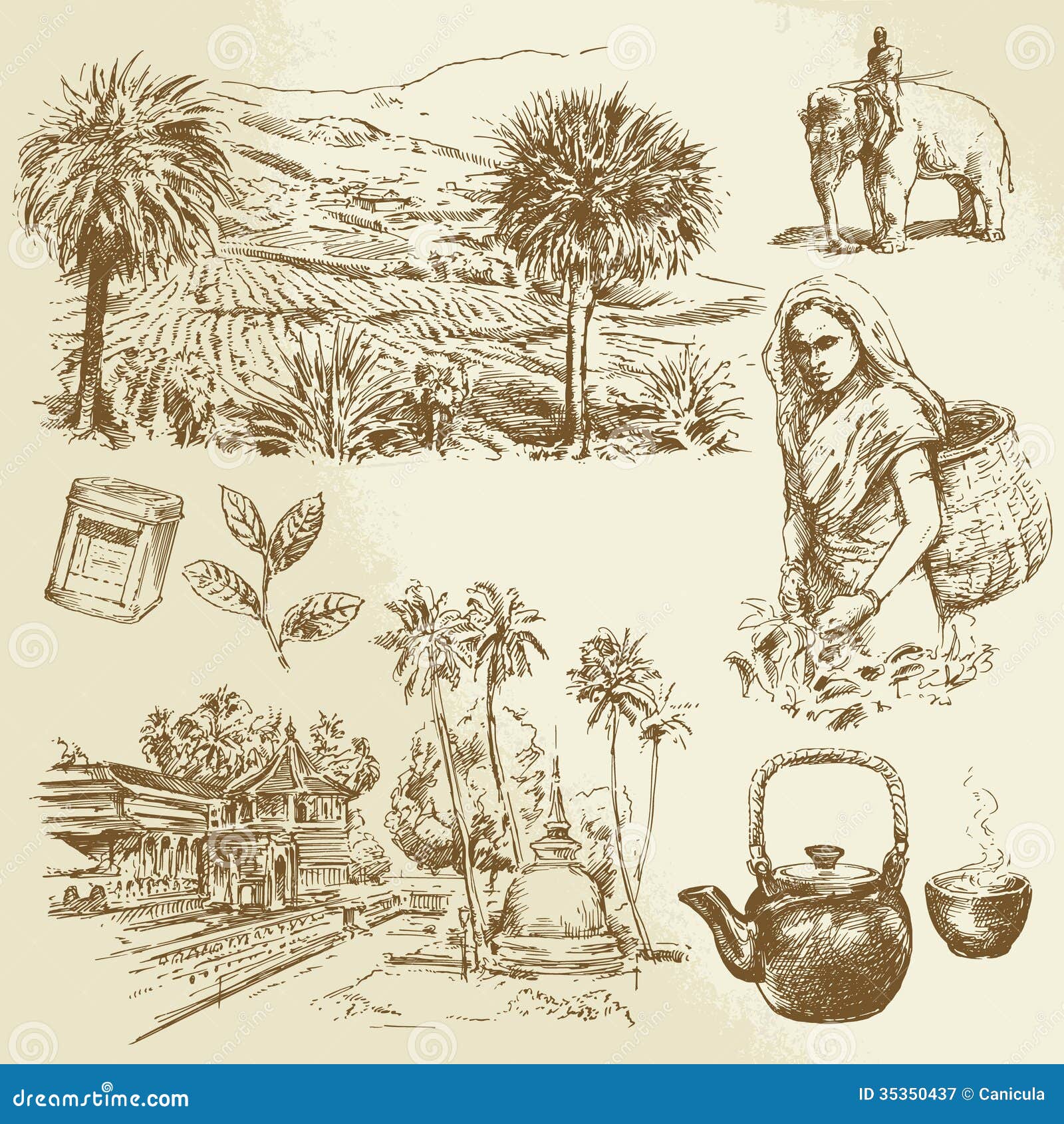 Tea plantations stock vector. Illustration of china, farm - 35350437