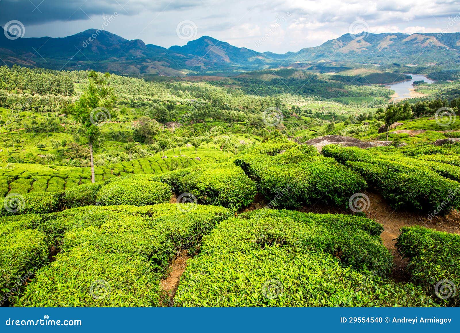 Tea plantations in India stock photo. Image of agriculture - 29554540
