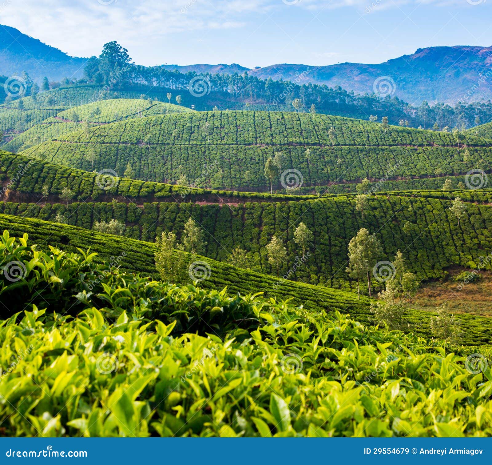 Tea plantations in India stock image. Image of field - 29554679