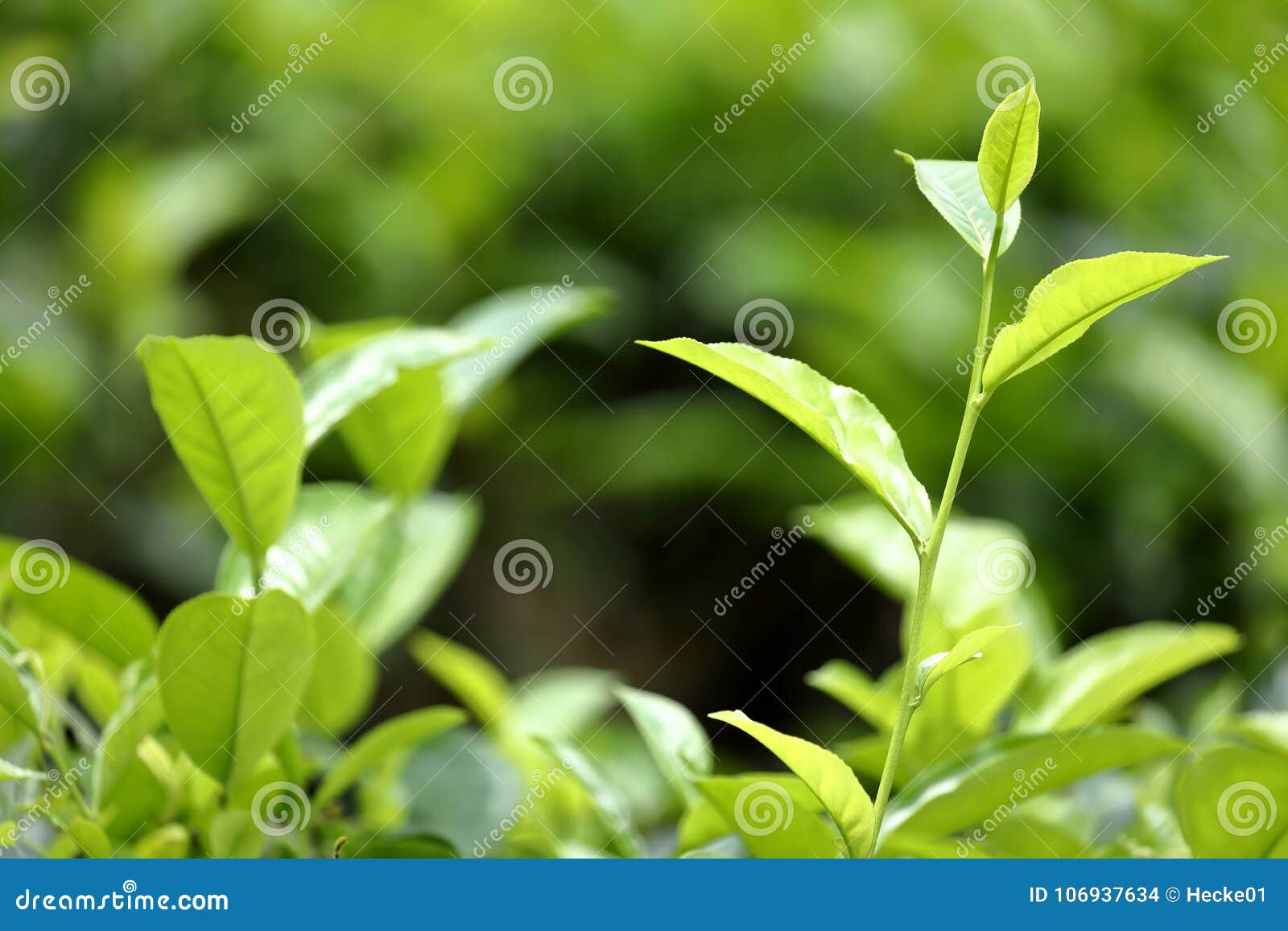 Tea Plantations at Kandy in Sri Lanka Stock Photo - Image of asia, bush ...