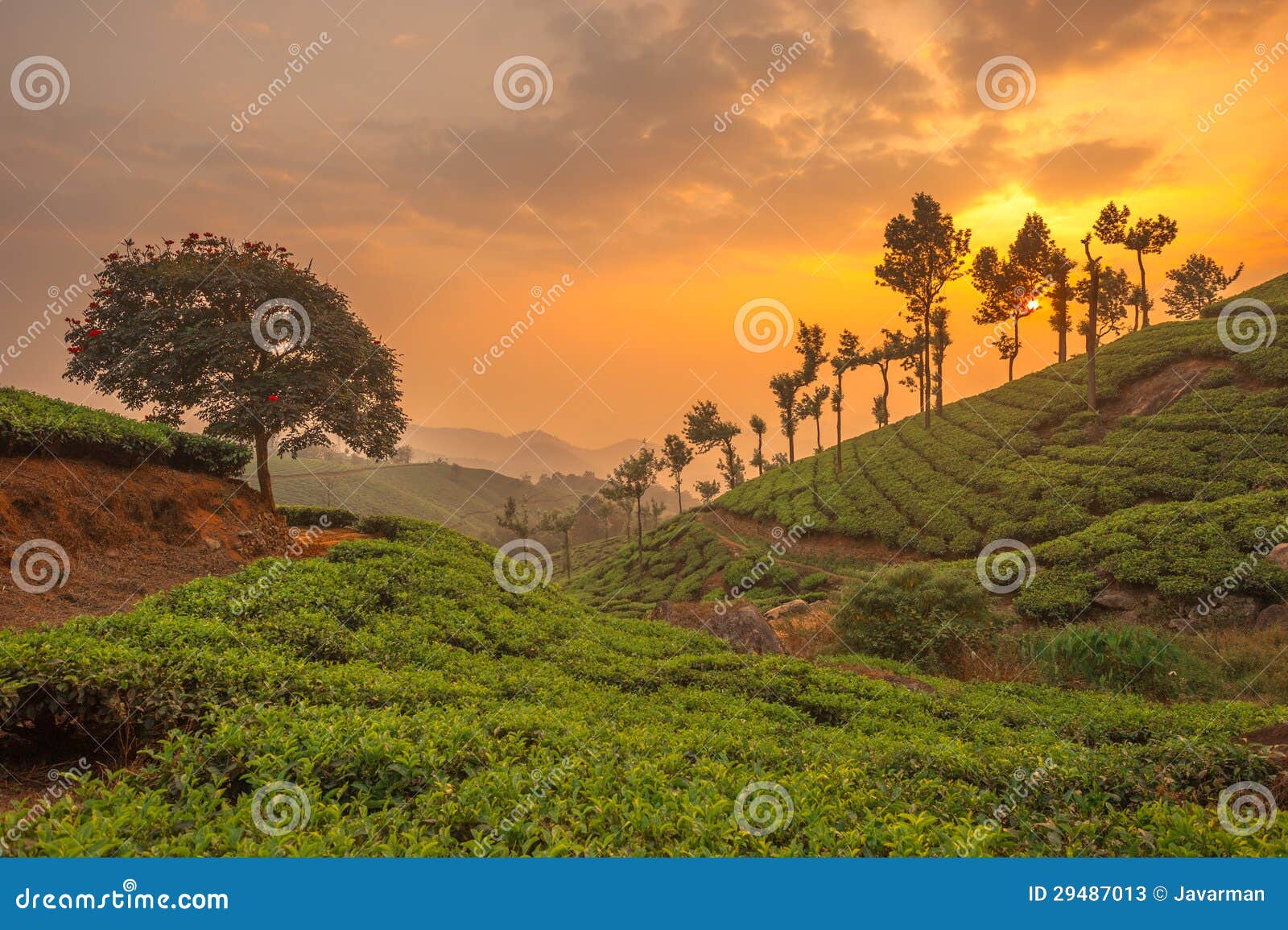 Tea Plantations in Munnar, Kerala, India Stock Image - Image of bush ...