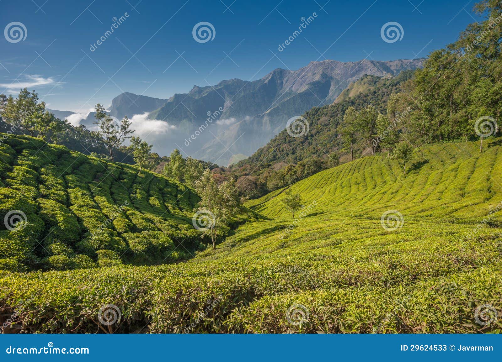 India, Tea Plantation Stock Photography | CartoonDealer.com #76363988