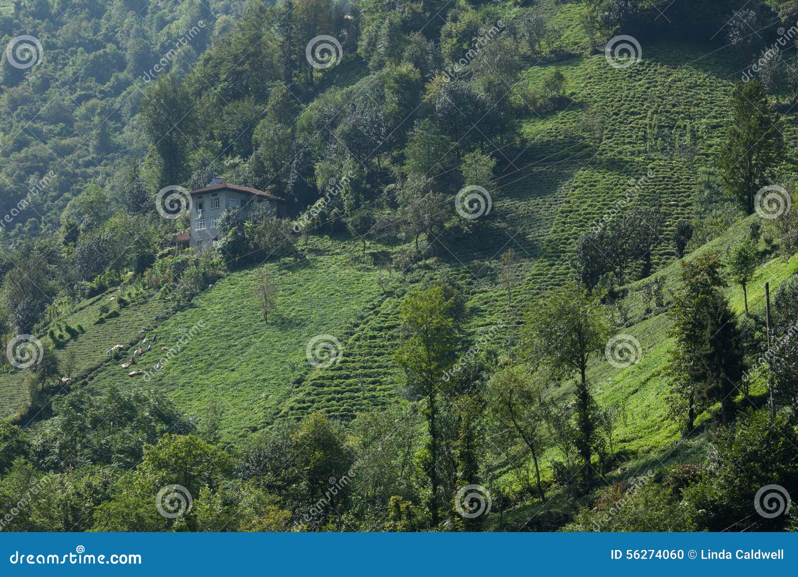 Tea Plantations, Rize, Turkey Stock Photo - Image of plantation ...