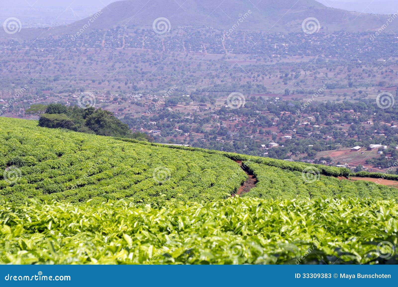 Tea Plantations in South Africa Stock Image - Image of nature ...