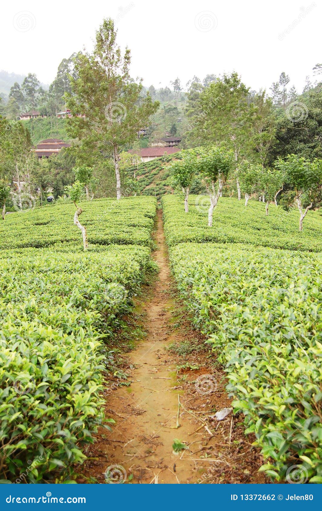 Tea-plantations in the Sri Lanka Stock Photo - Image of agriculture ...