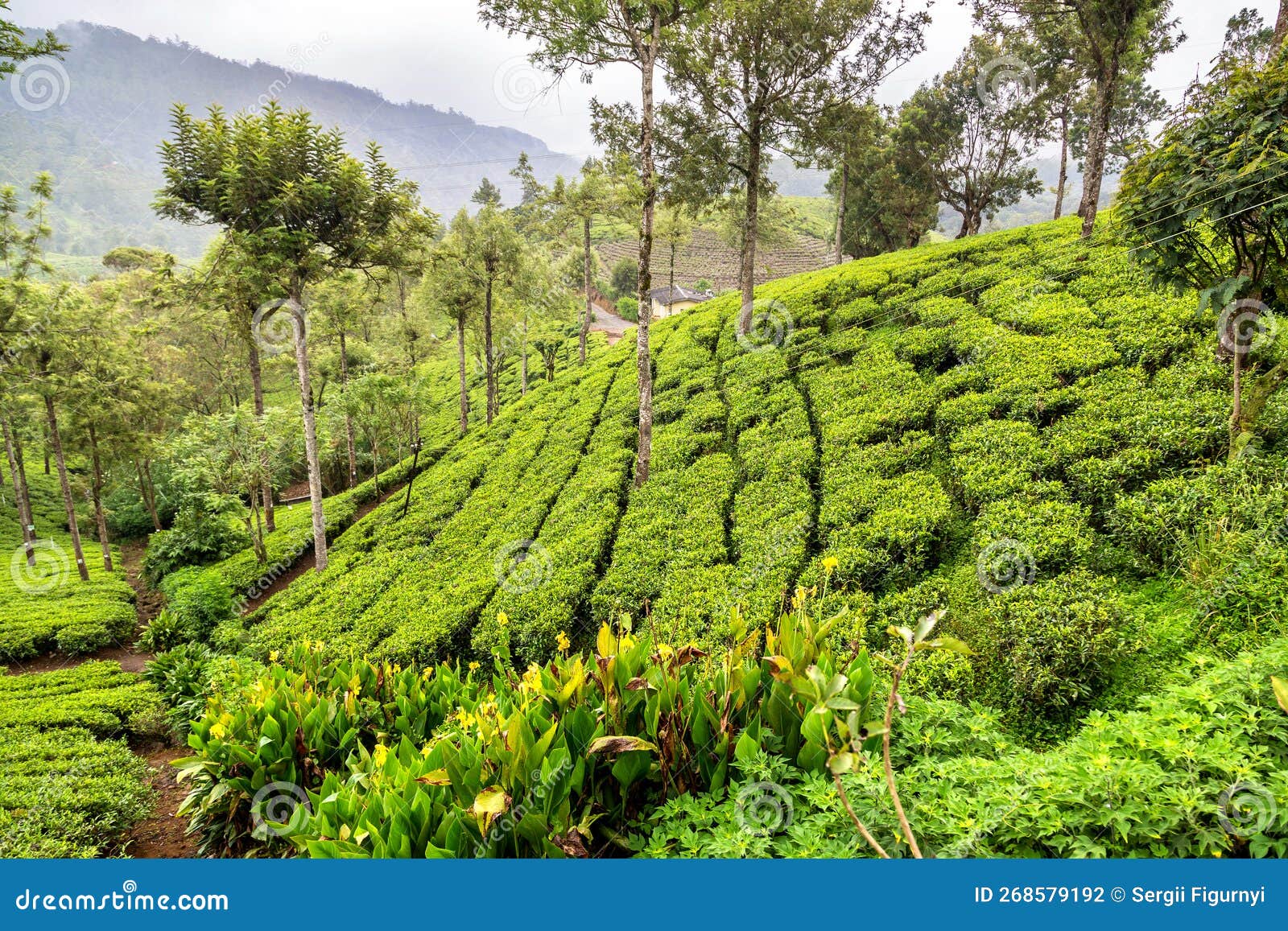 Tea Plantations in Sri Lanka Stock Photo - Image of green, field: 268579192