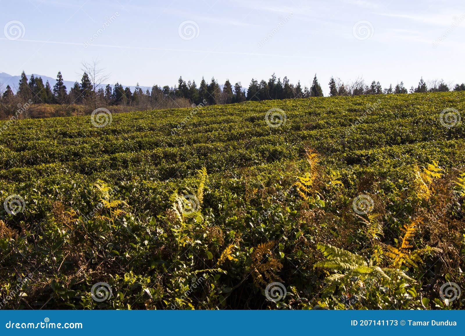 Tea Plantations, Tea Tree Field Stock Image - Image of morning ...