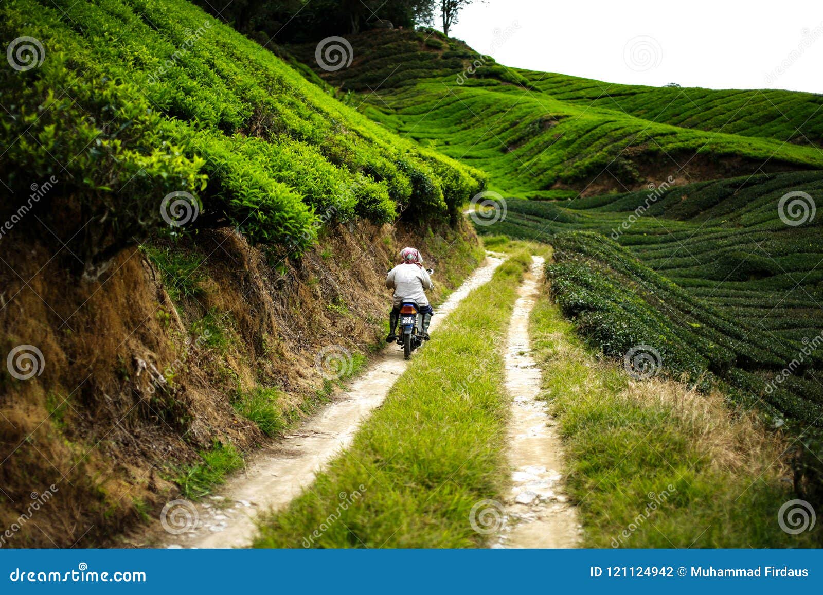 Tea plantations track stock photo. Image of islands - 121124942