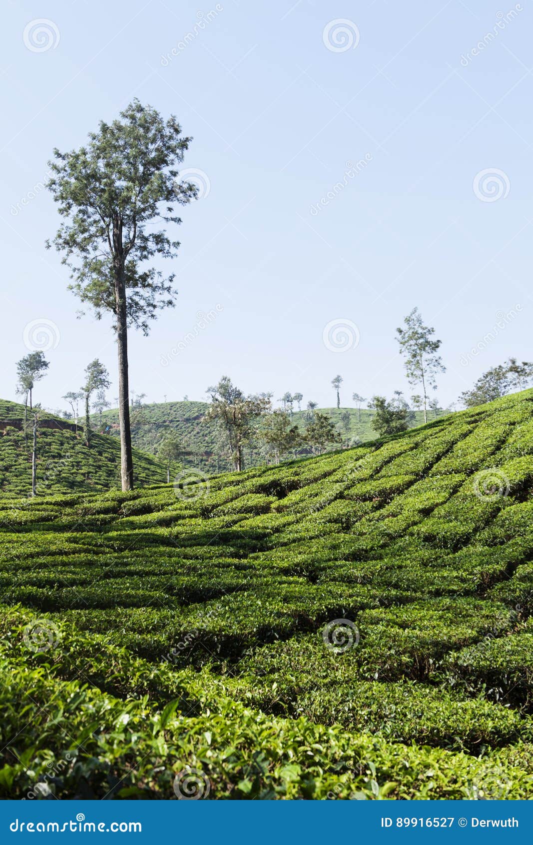 Tea plantations and trees stock image. Image of indian - 89916527