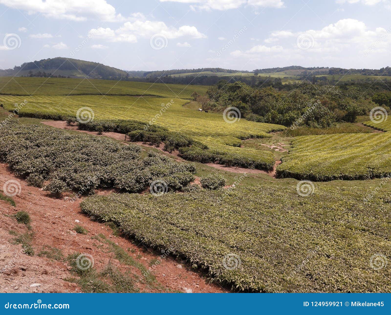 Tea Plantations Uganda stock image. Image of planted - 124959921