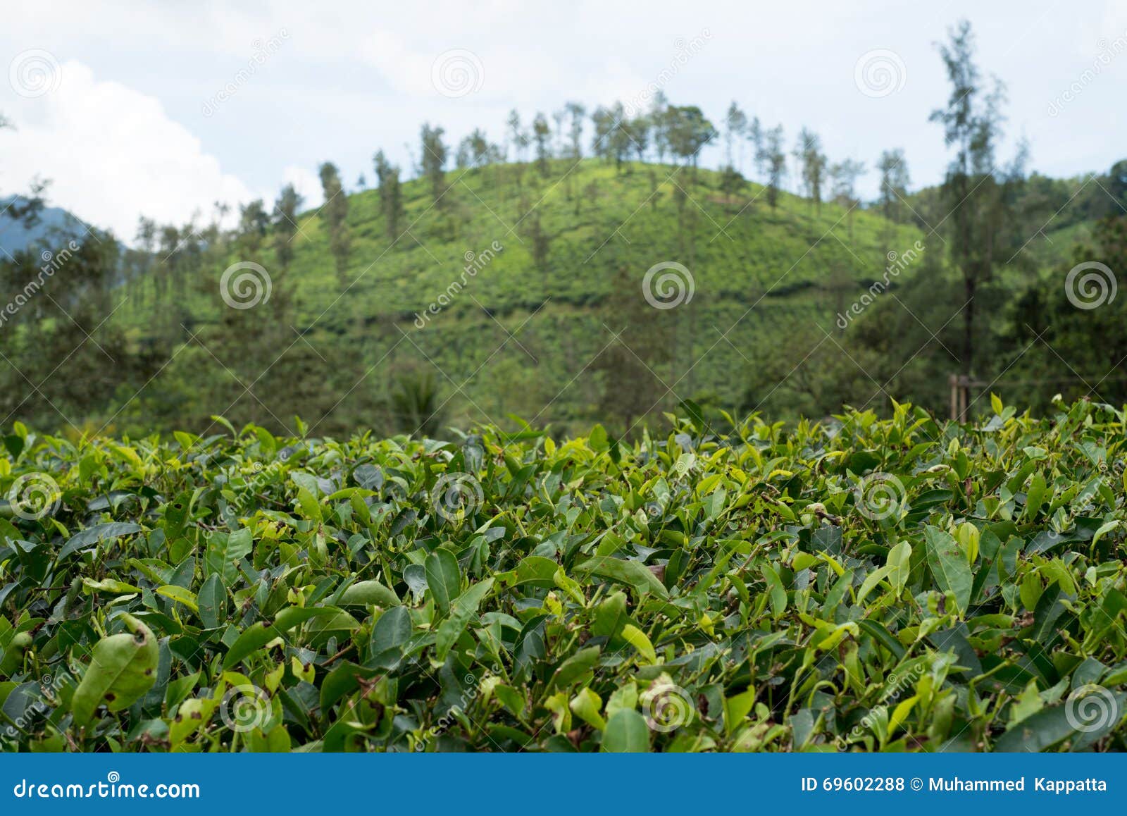Tea Plantations At Wayanad With Mountain And Clouds On Backgrounds ...