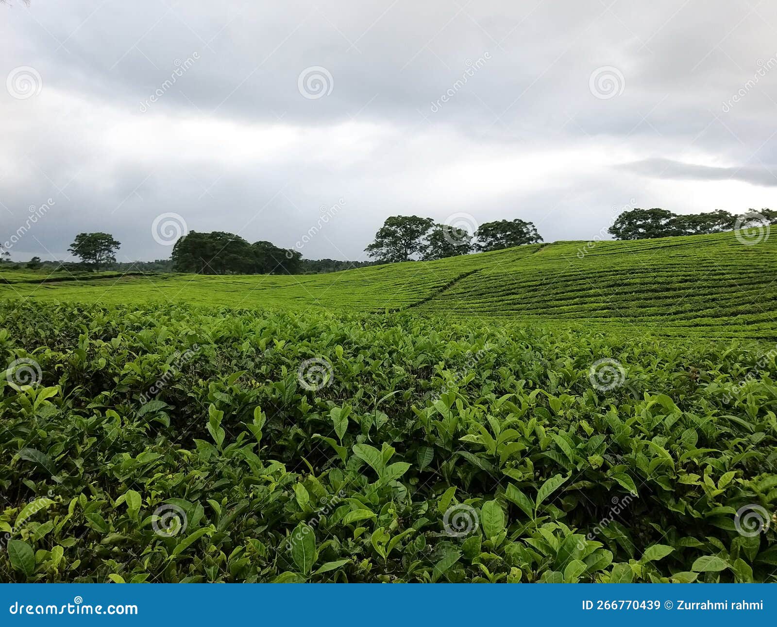 Tea plantion stock image. Image of shrub, field, plantation - 266770439