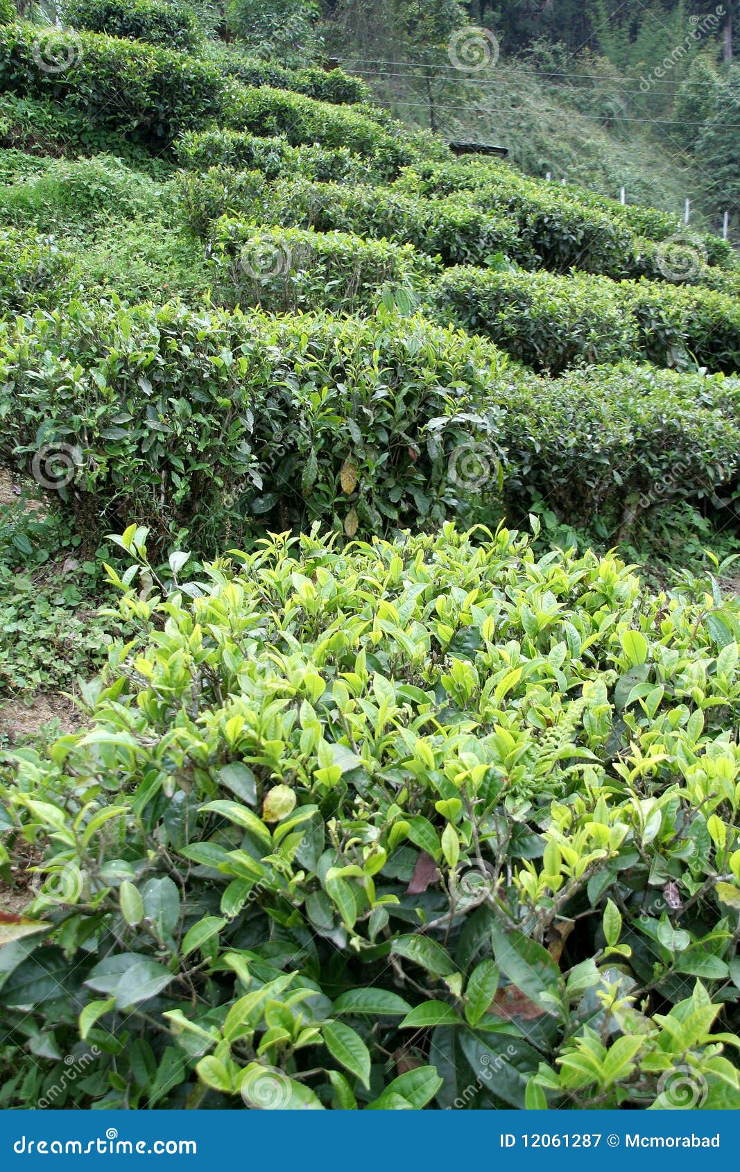 Tea Plants stock image. Image of potion, beverage, leaves - 12061287